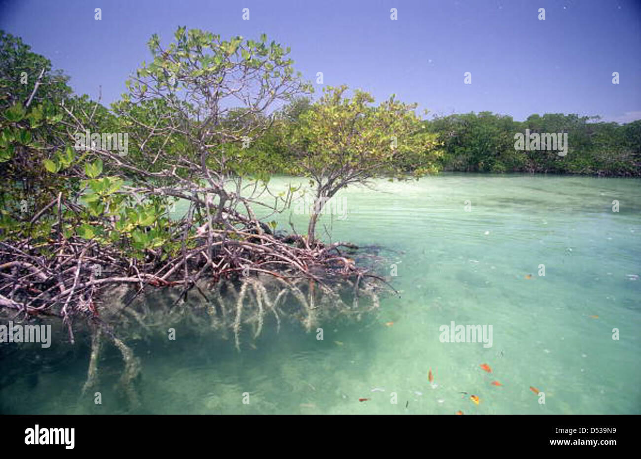 A mangrove tree grows inside Snipes Point, near Key West, Florida. The ...