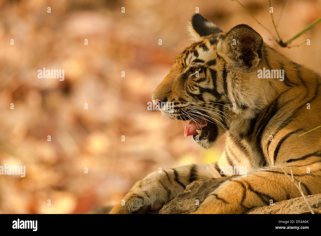 Tiger cub sitting hi-res stock photography and images - Alamy