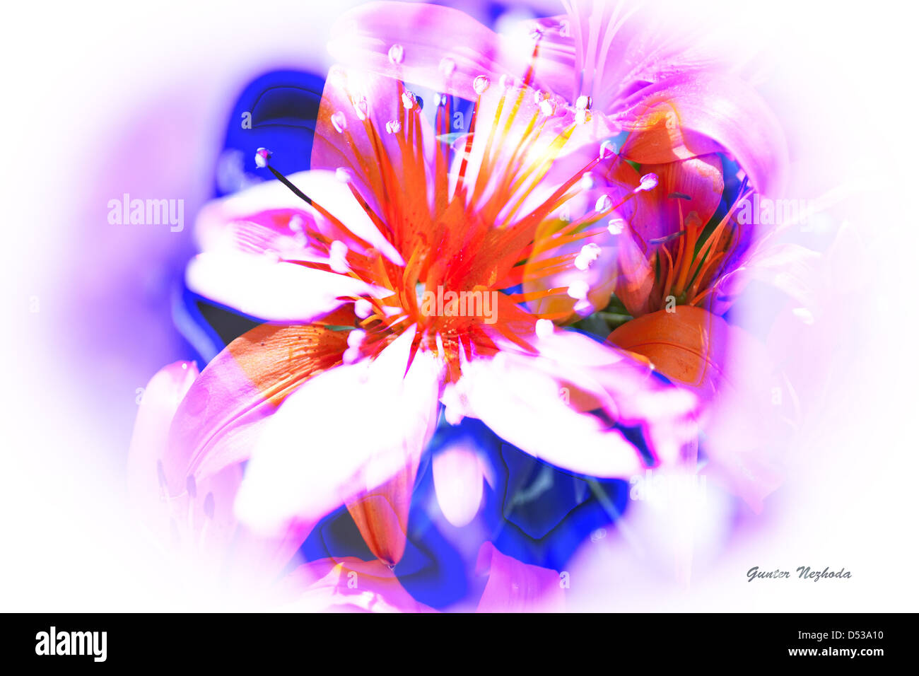 Abstract flower in rainbow colors Stock Photo - Alamy