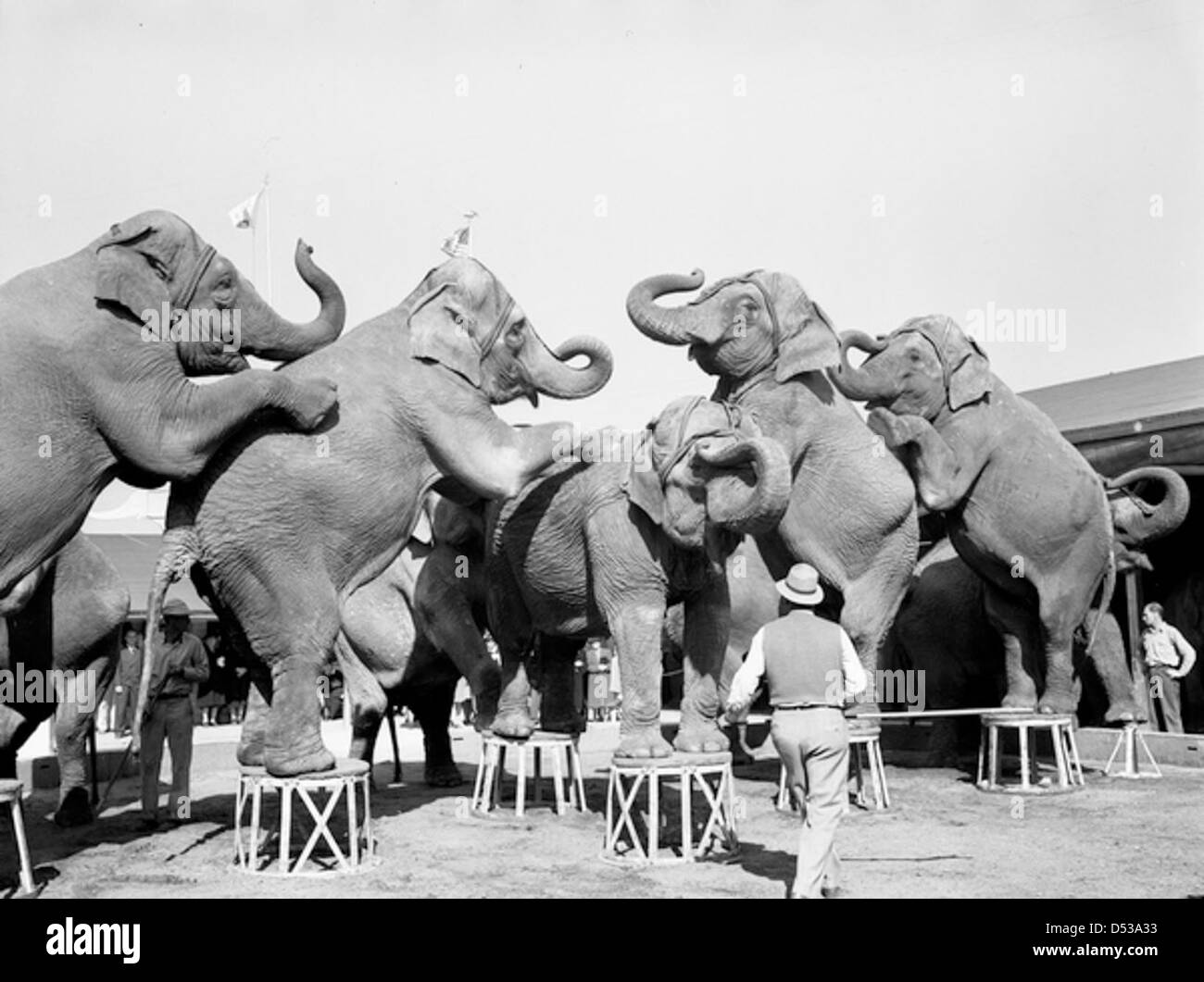 Ringling brothers hi-res stock photography and images - Alamy