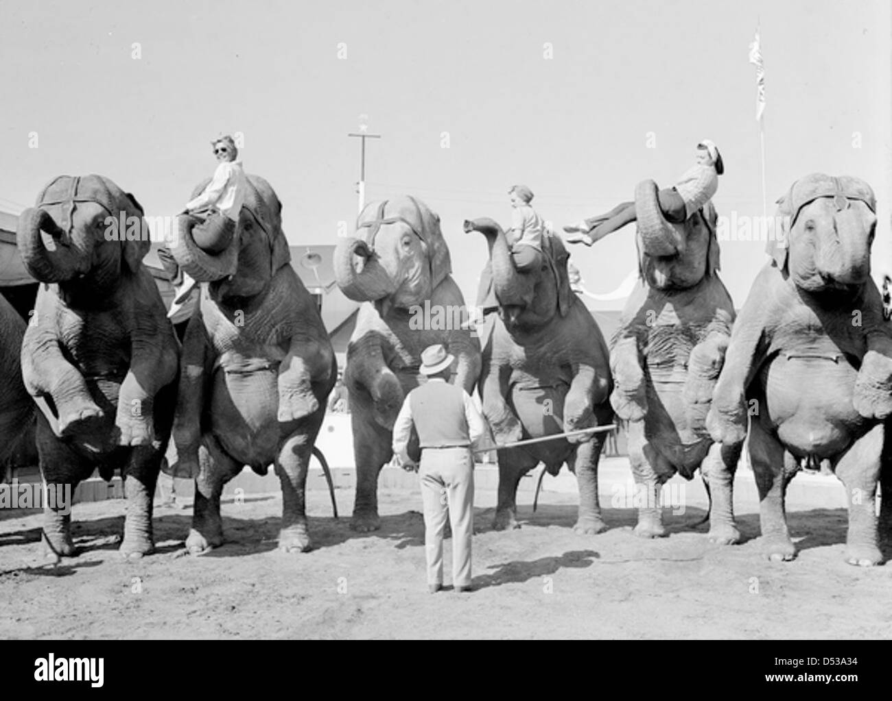 Walter McClain, an animal trainer, is shown with his elephants at the ...