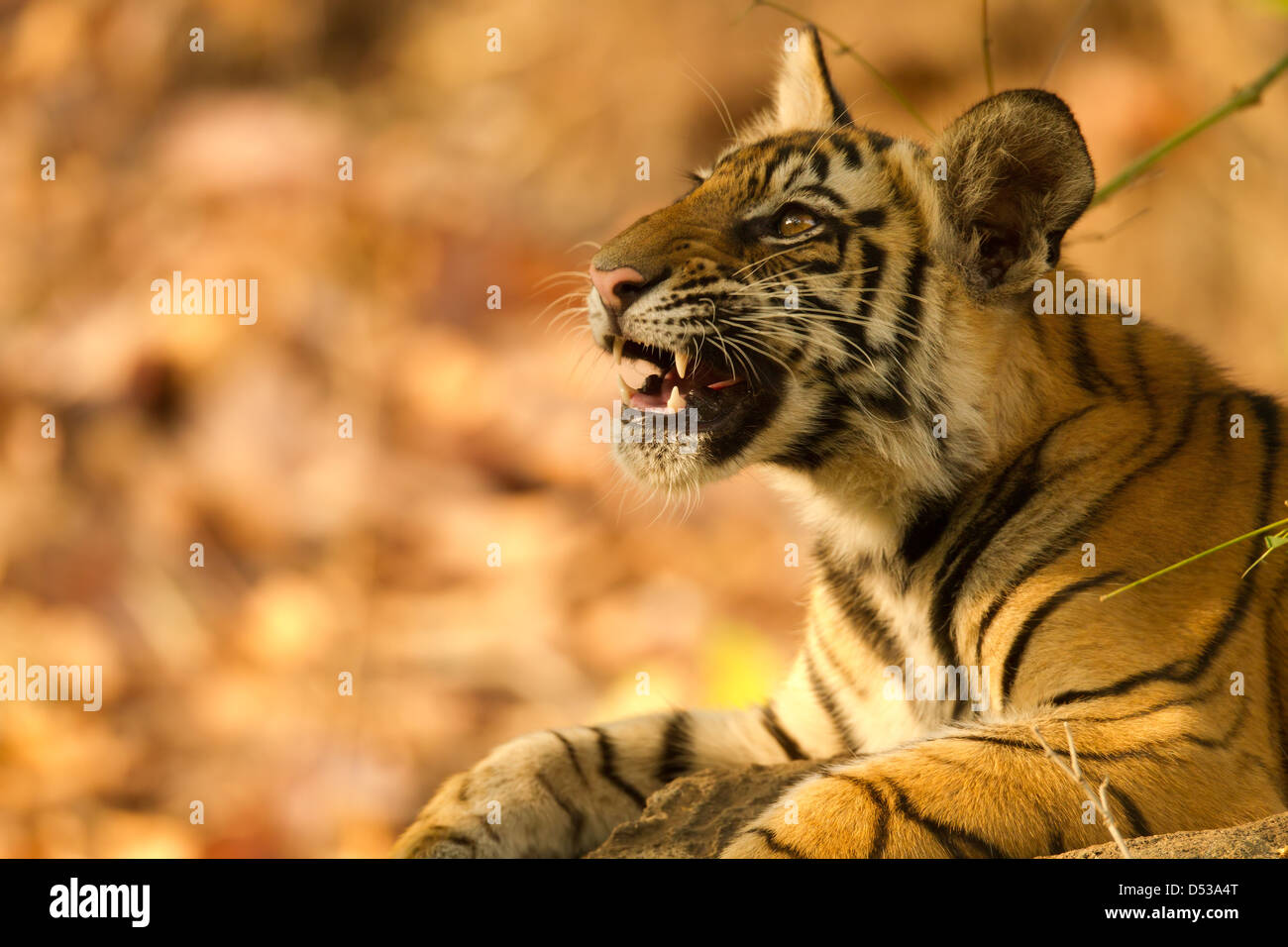 Tiger cub tongue hi-res stock photography and images - Alamy