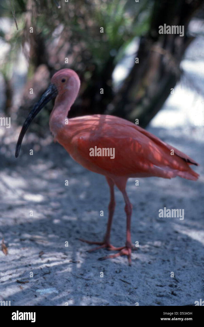 Scarlet_ibis hi-res stock photography and images - Alamy