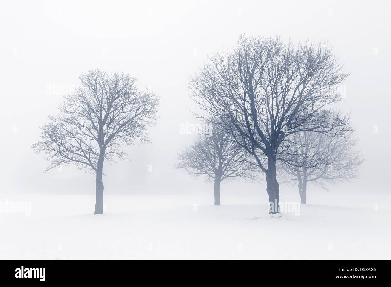 Winter scene of leafless trees in fog Stock Photo - Alamy