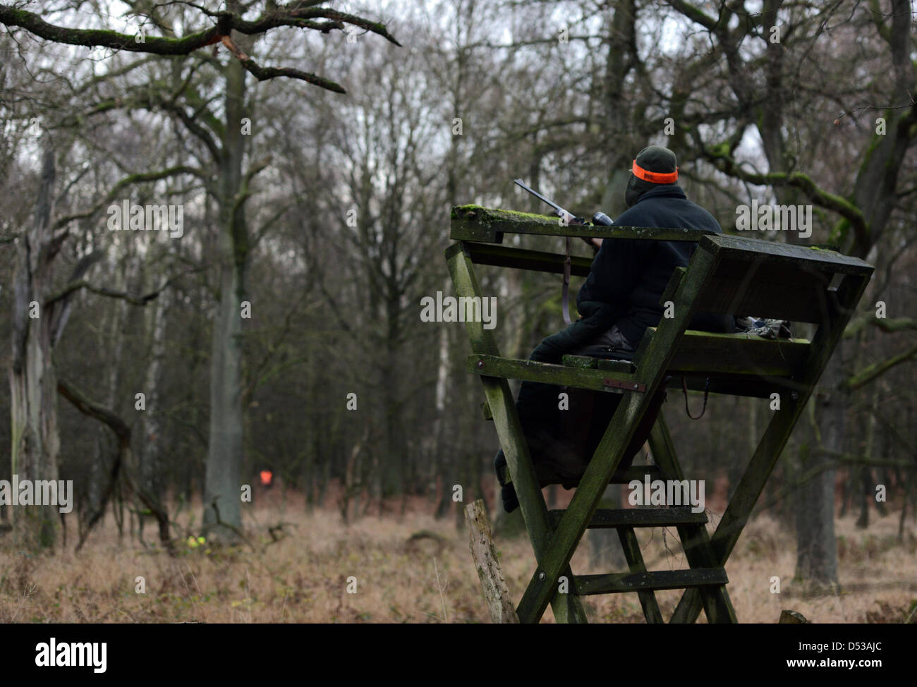 A hunter sits on a raised hide during a hunt in a piece of woodlands in ...
