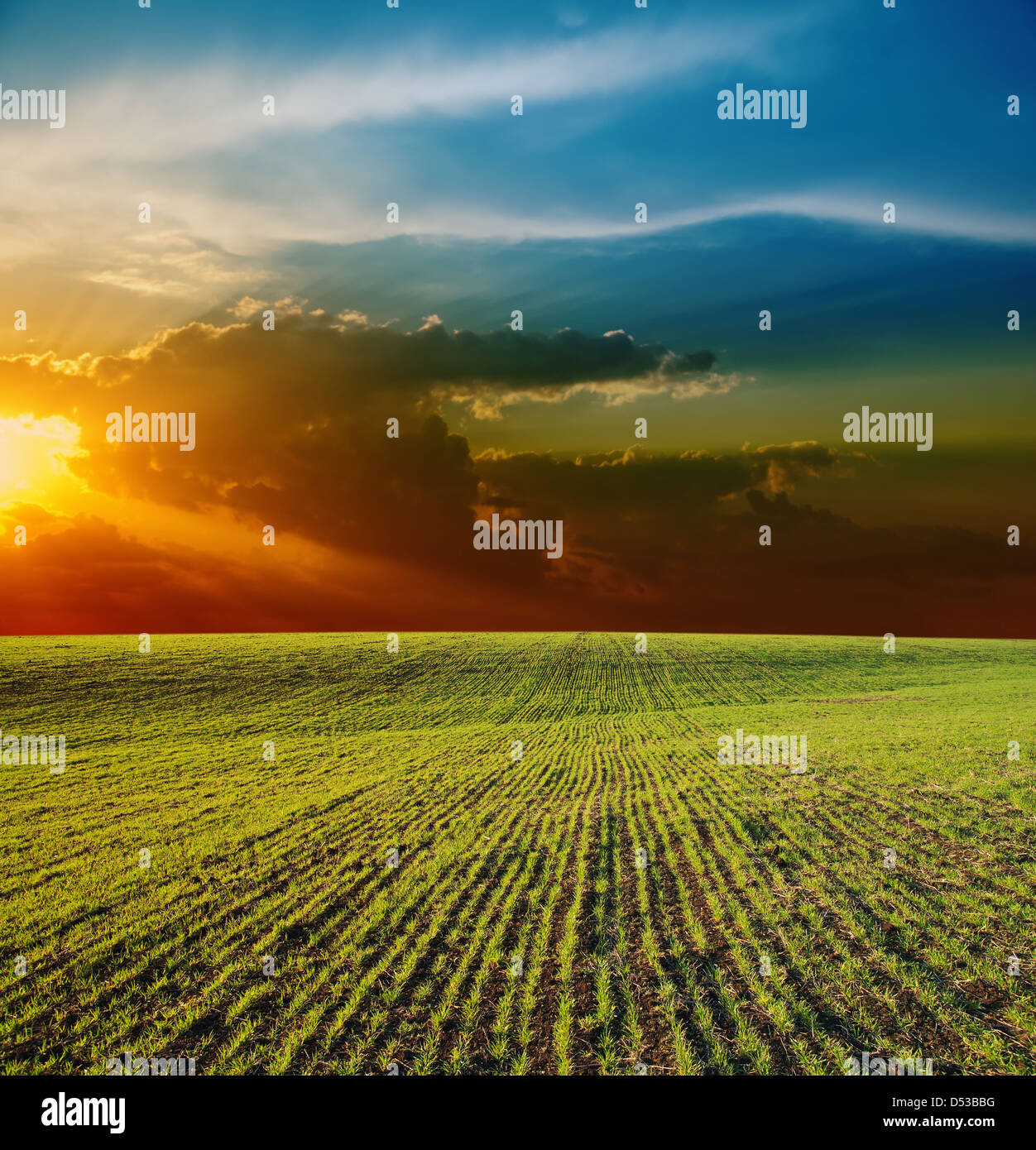 sunset over field with green grass Stock Photo - Alamy
