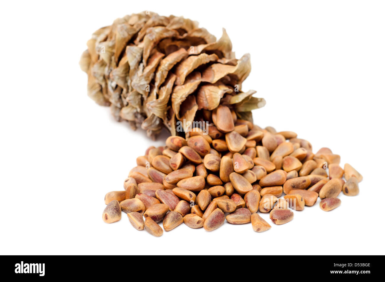 Cones and Nuts of Siberian Cedar Pine (Pinus sibirica Stock Photo - Alamy
