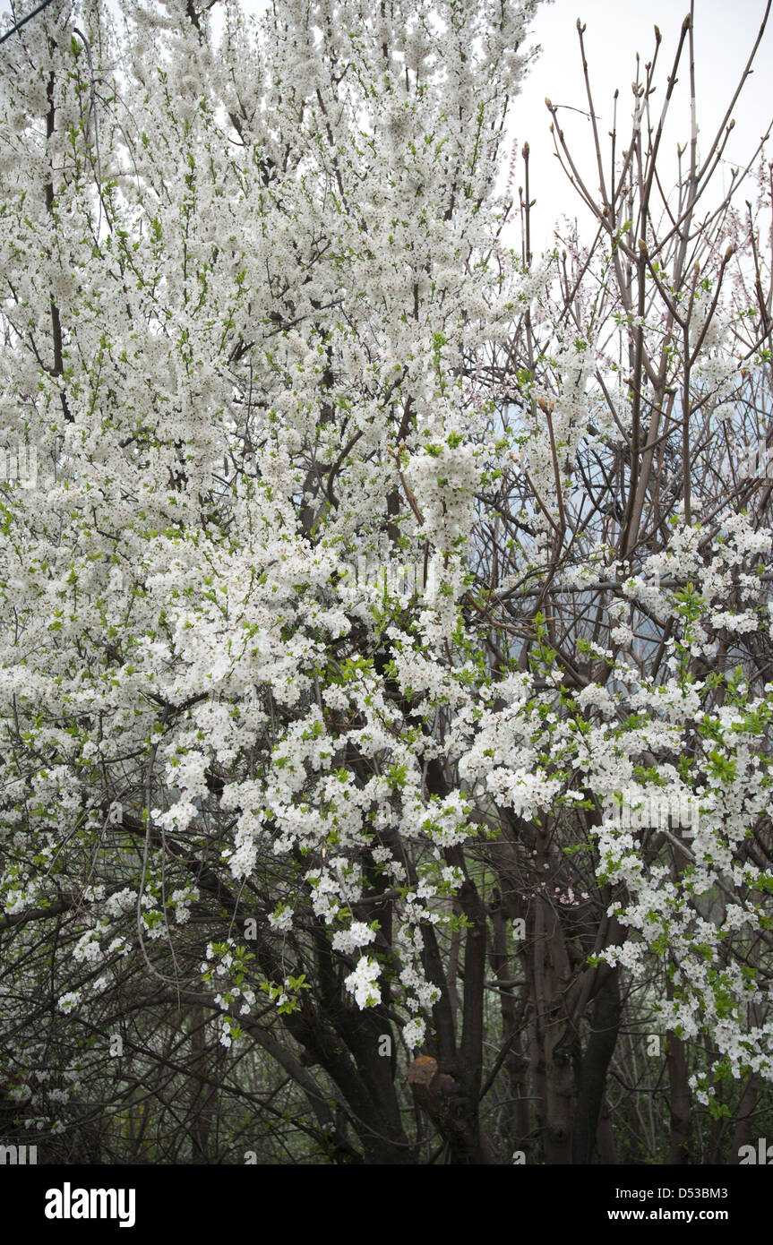 Cherry tree india hi-res stock photography and images - Alamy