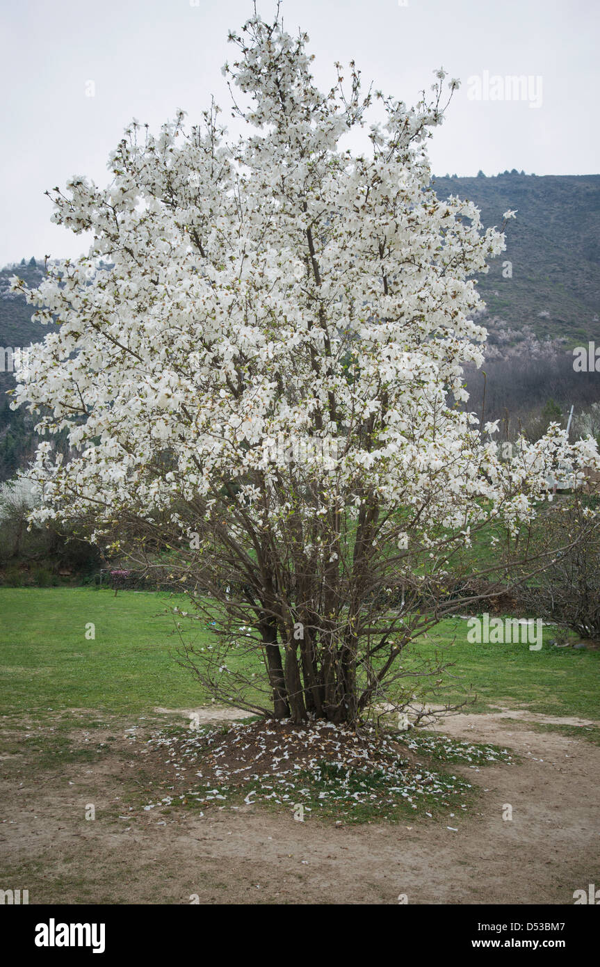 Cherry blossom flowers on a cherry tree, Srinagar, Jammu And Kashmir ...