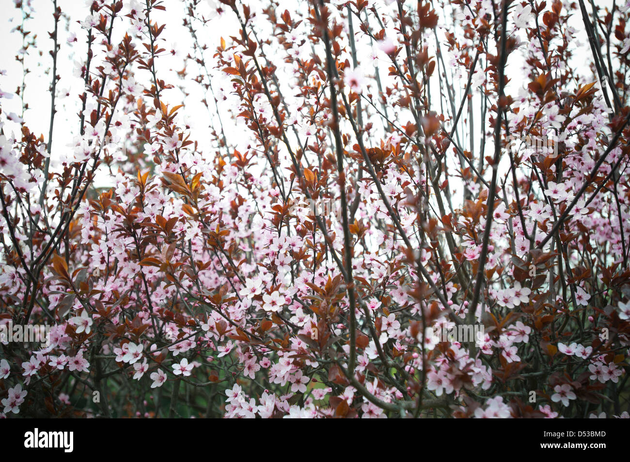Flowers on an Almond tree, Srinagar, Jammu And Kashmir, India Stock ...