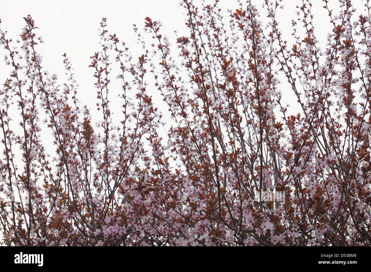 Flowers on an Almond tree, Srinagar, Jammu And Kashmir, India Stock ...