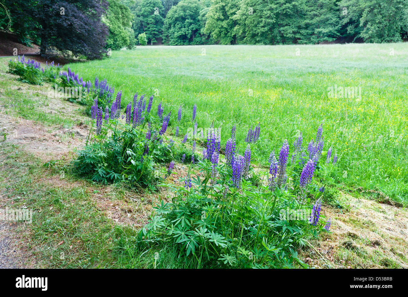 Edge of the meadow hi-res stock photography and images - Alamy