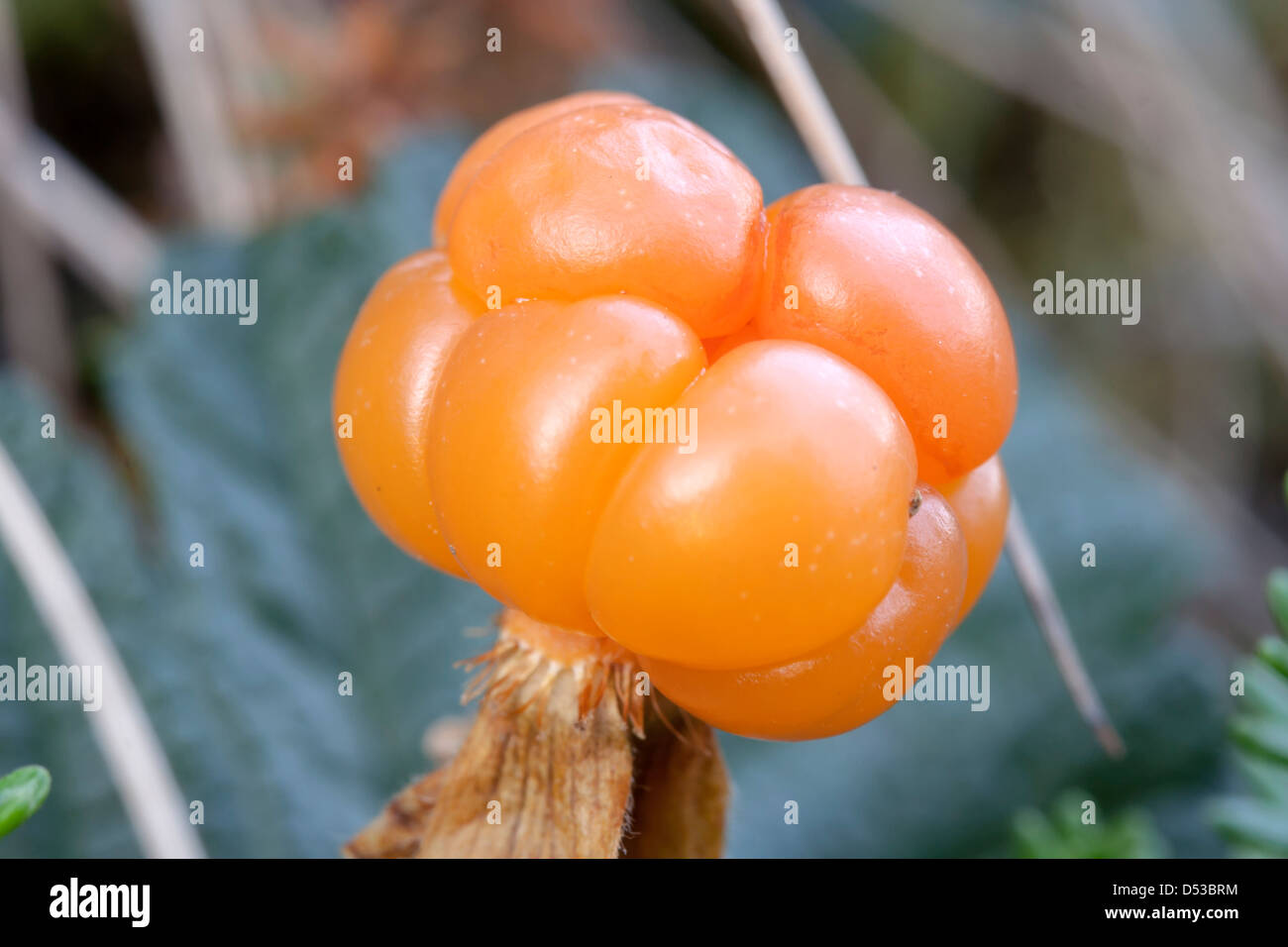 Wild cloudberry closeup in mountain Stock Photo - Alamy