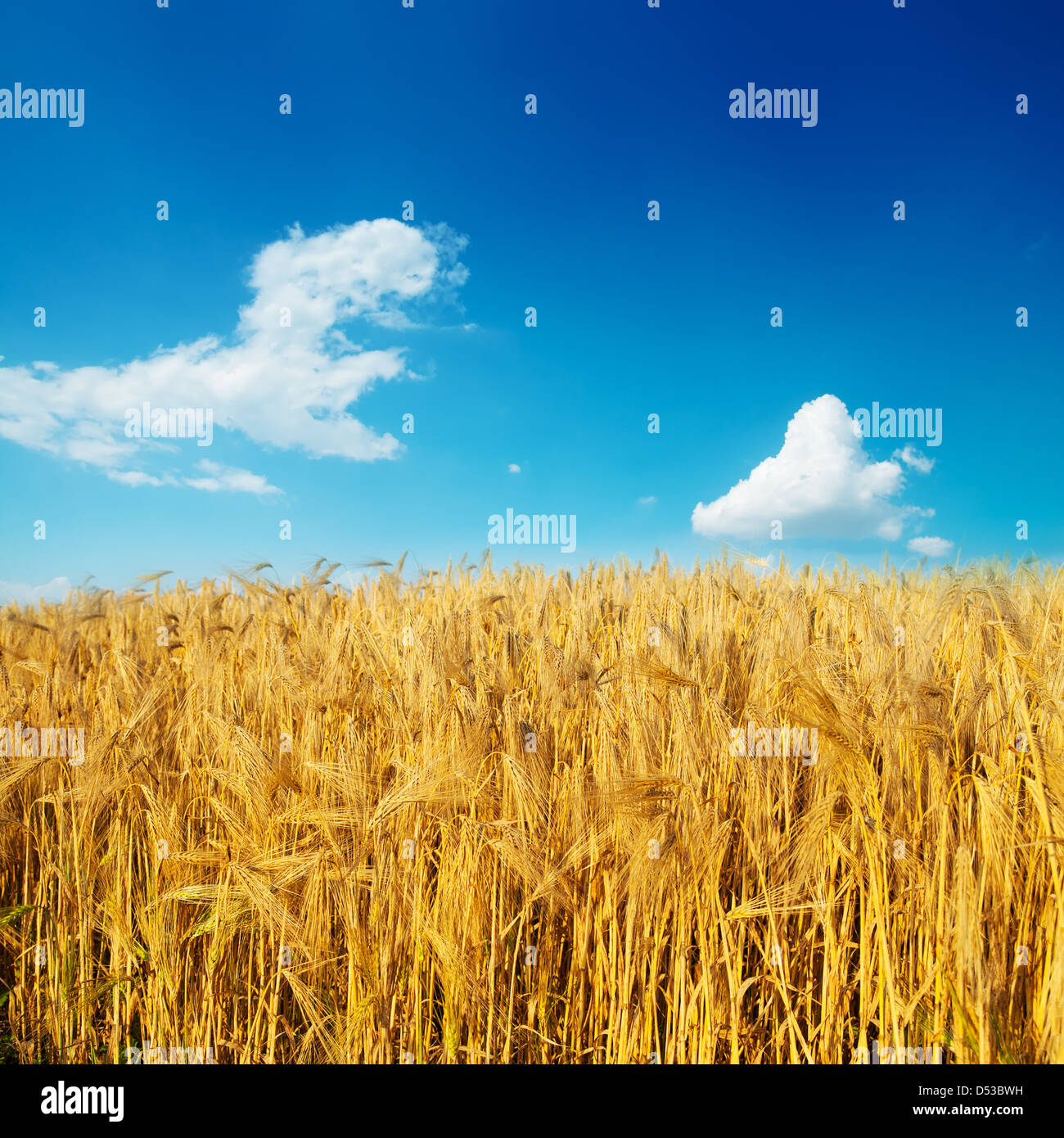 golden harvest on field under deep blue sky Stock Photo - Alamy