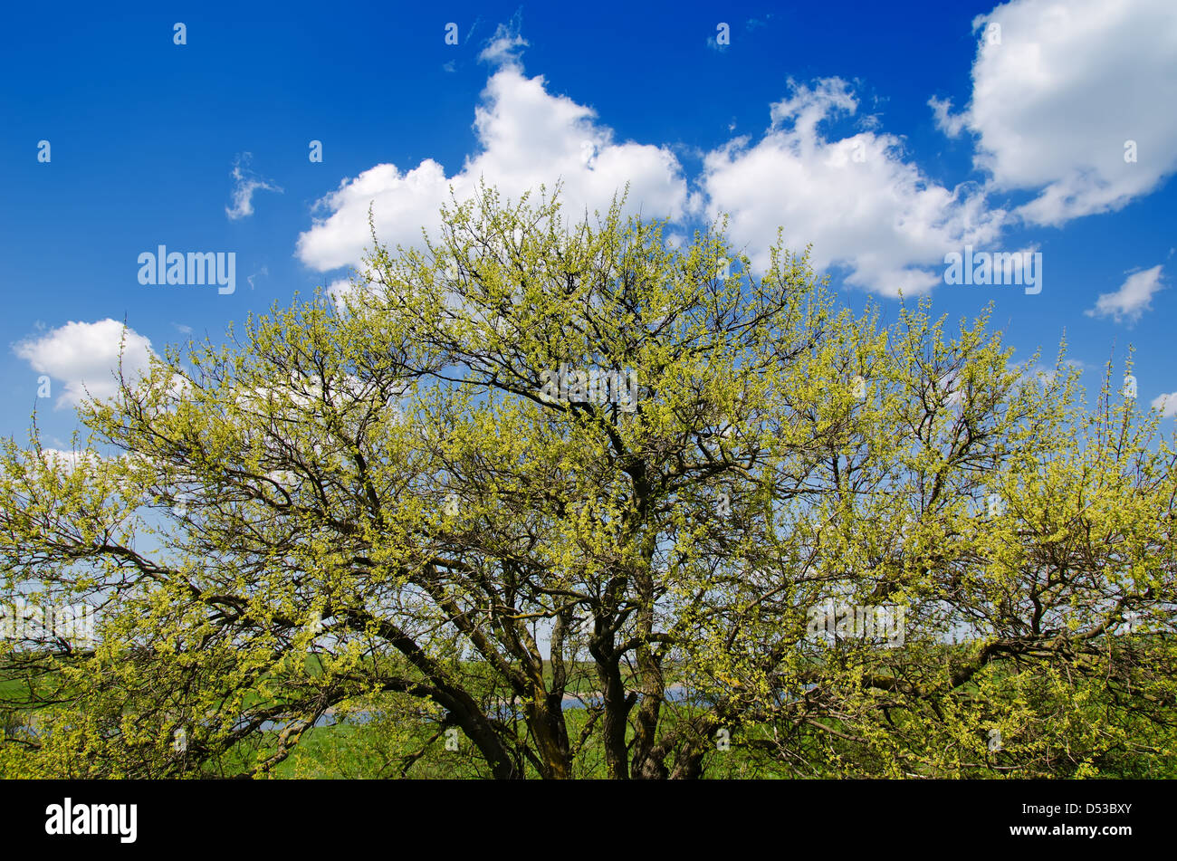 Tree under clouds hi-res stock photography and images - Alamy