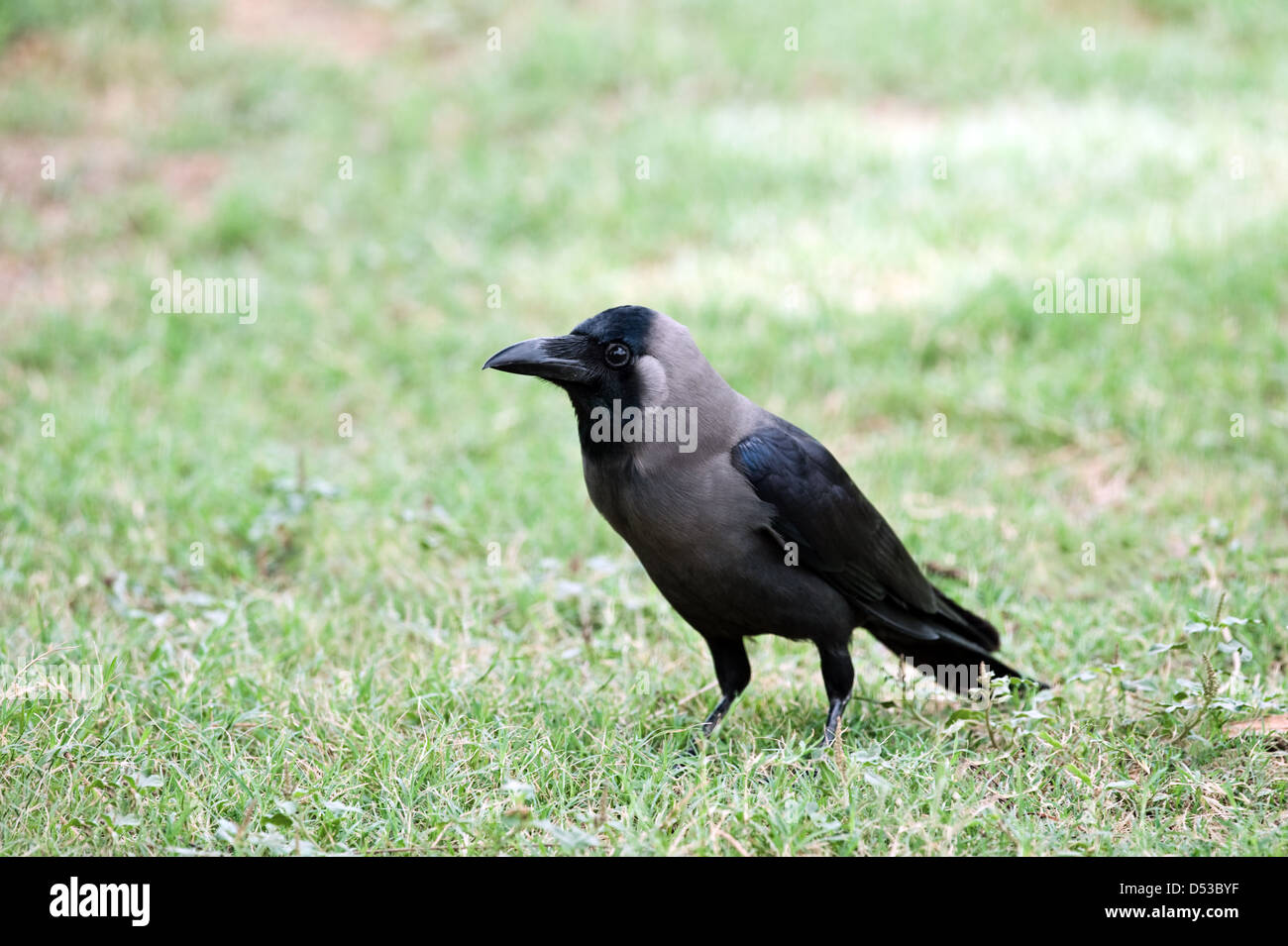 grey crow on green grass Stock Photo - Alamy