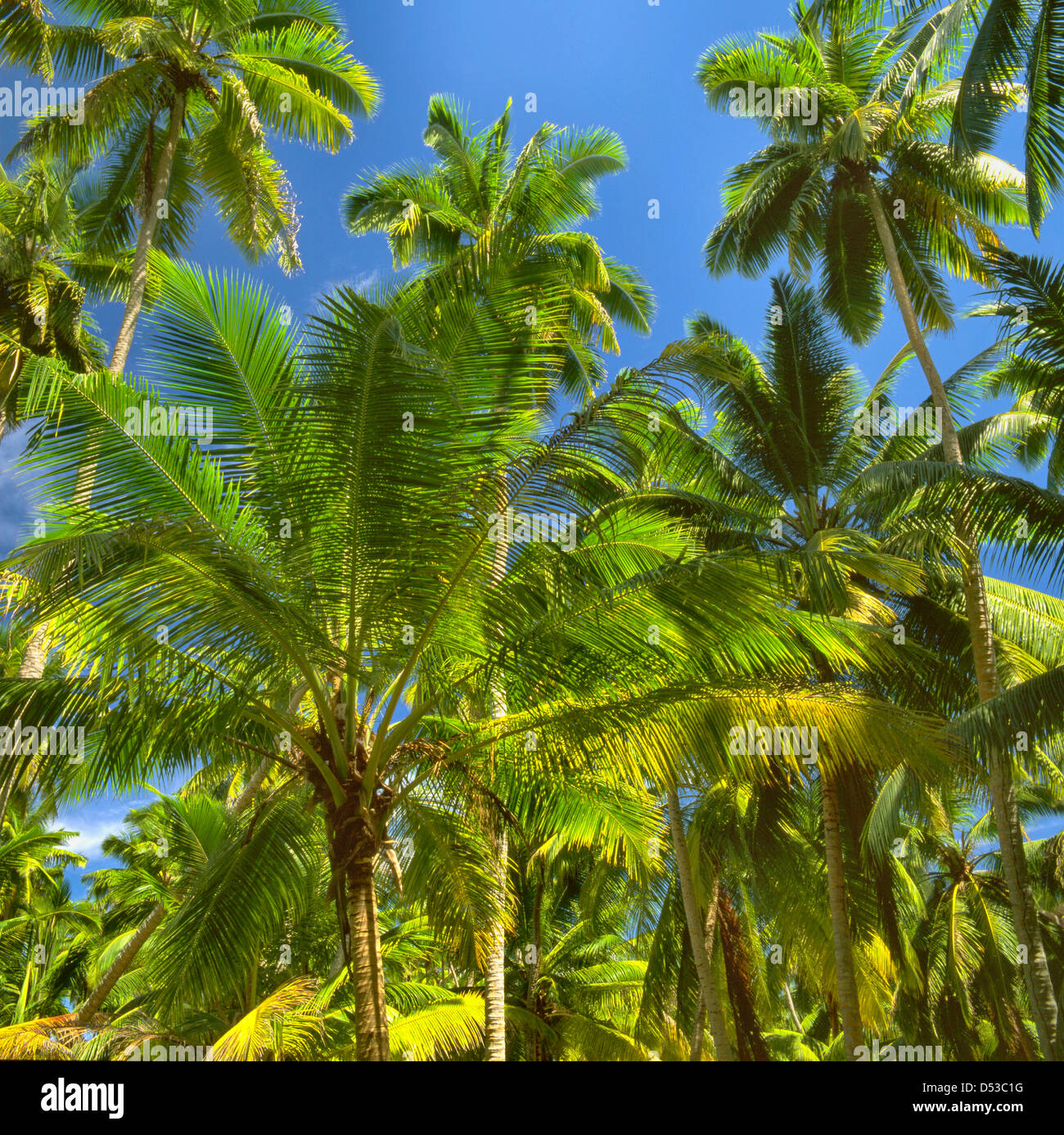Coconut Palm Tree Grove on La Digue, Seychelles Stock Photo - Alamy