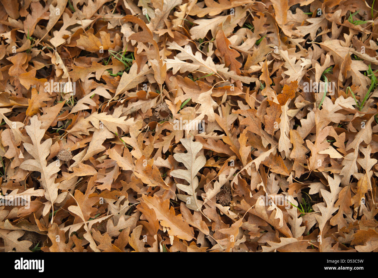 Oak tree leaves fallen in autumn seasonal Stock Photo - Alamy