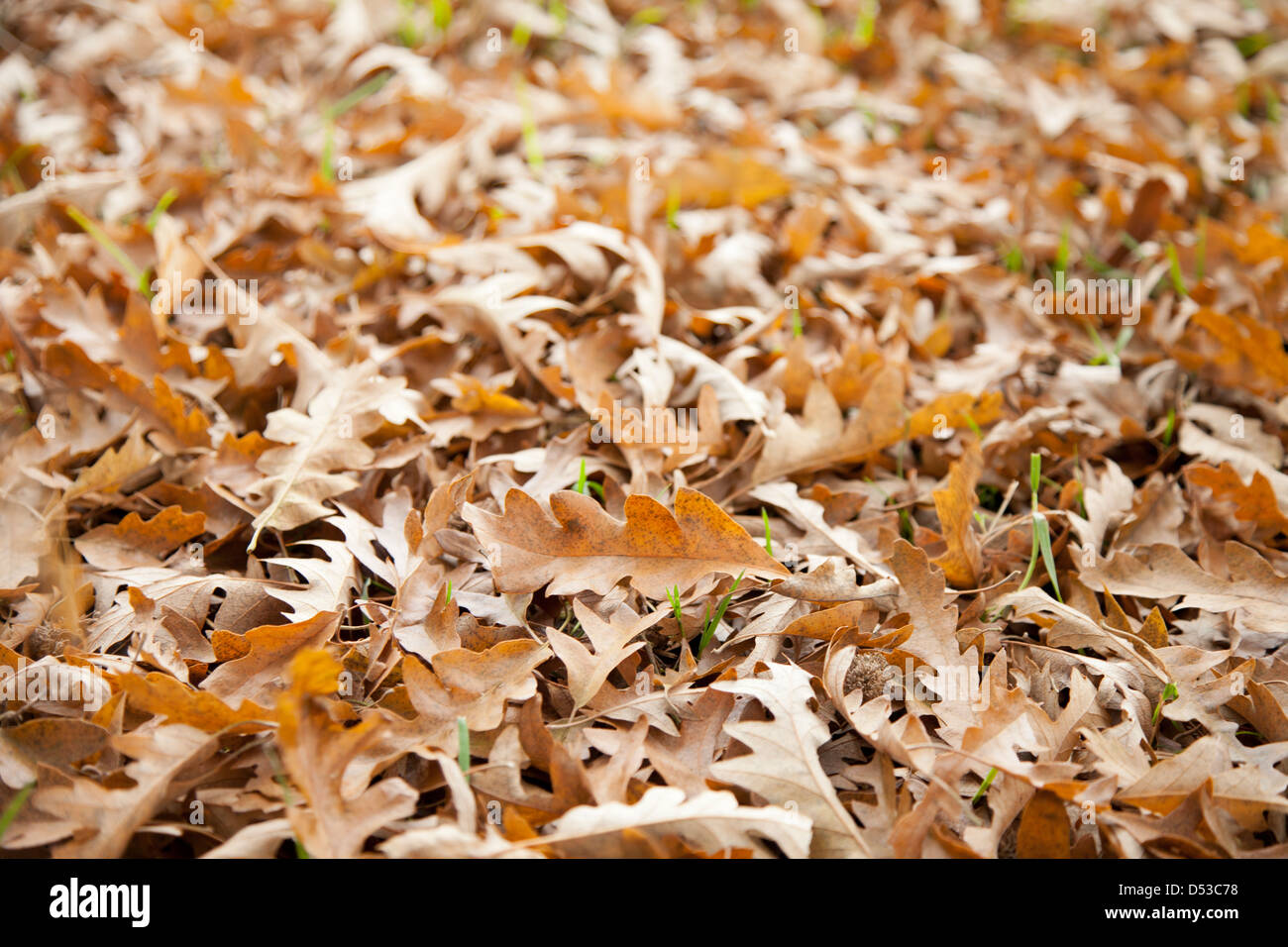Oak Tree Leaves High Resolution Stock Photography and Images - Alamy