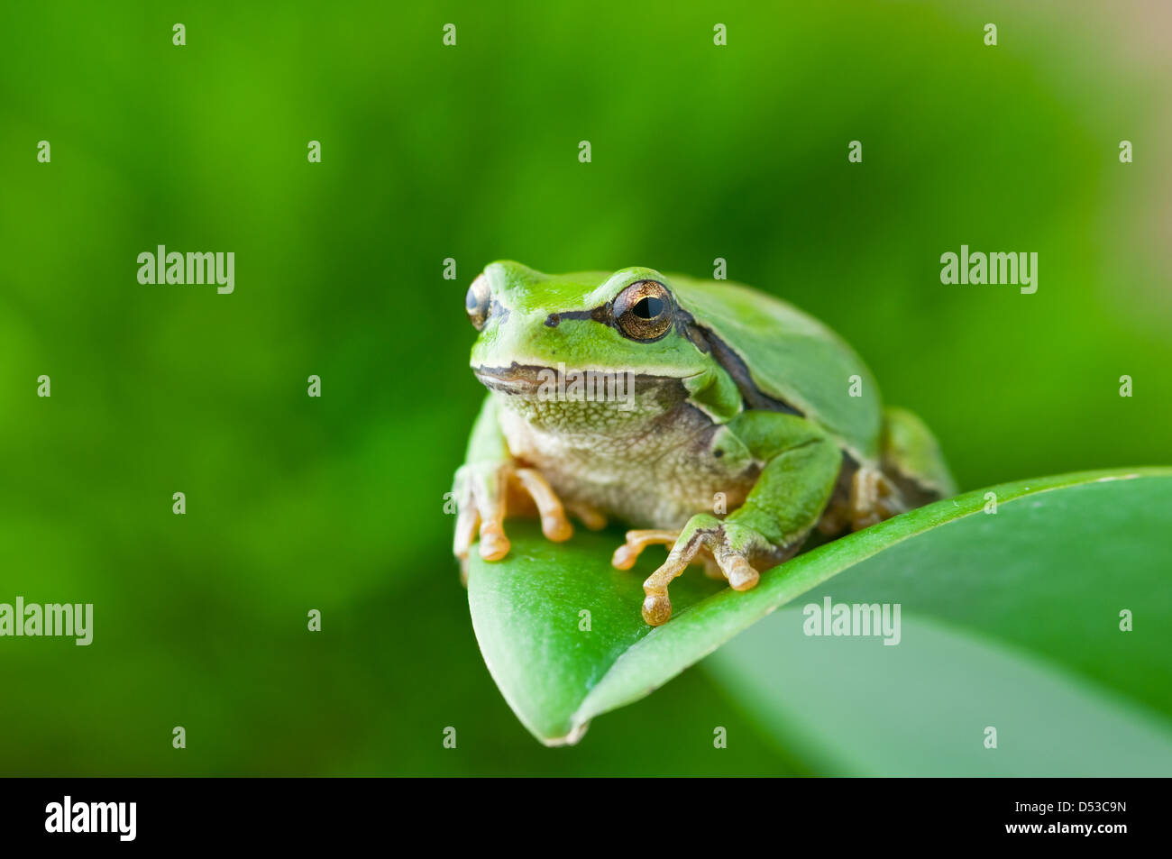 Frog on stem hi-res stock photography and images - Alamy