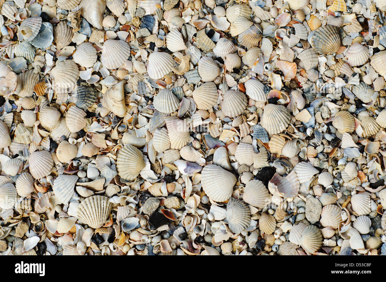 shells closeup as background Stock Photo - Alamy