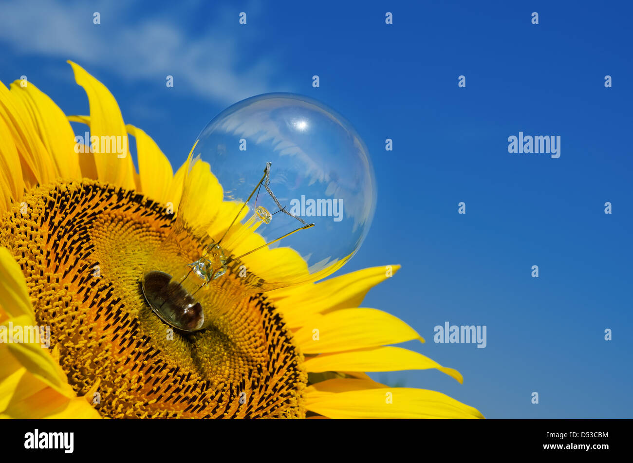 old light bulb and sunflower Stock Photo - Alamy
