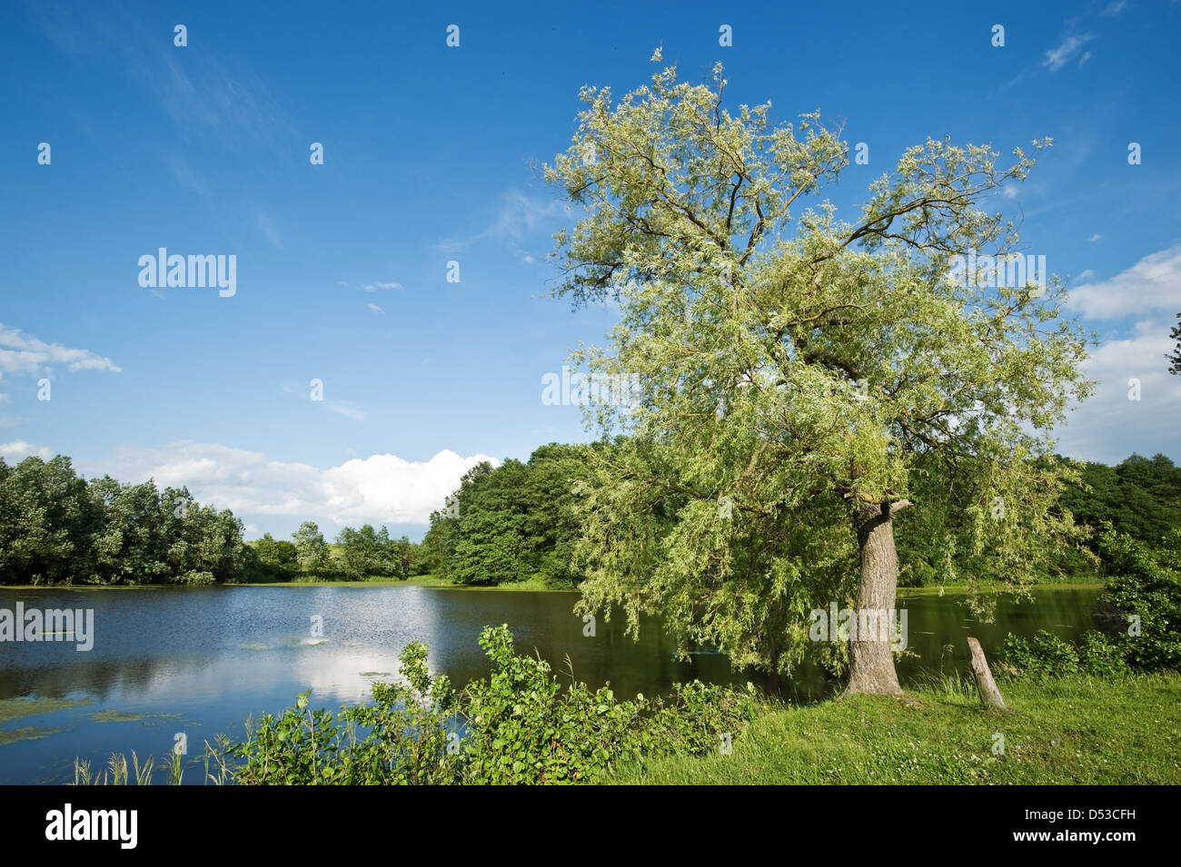 beauty lake in summer forest Stock Photo - Alamy