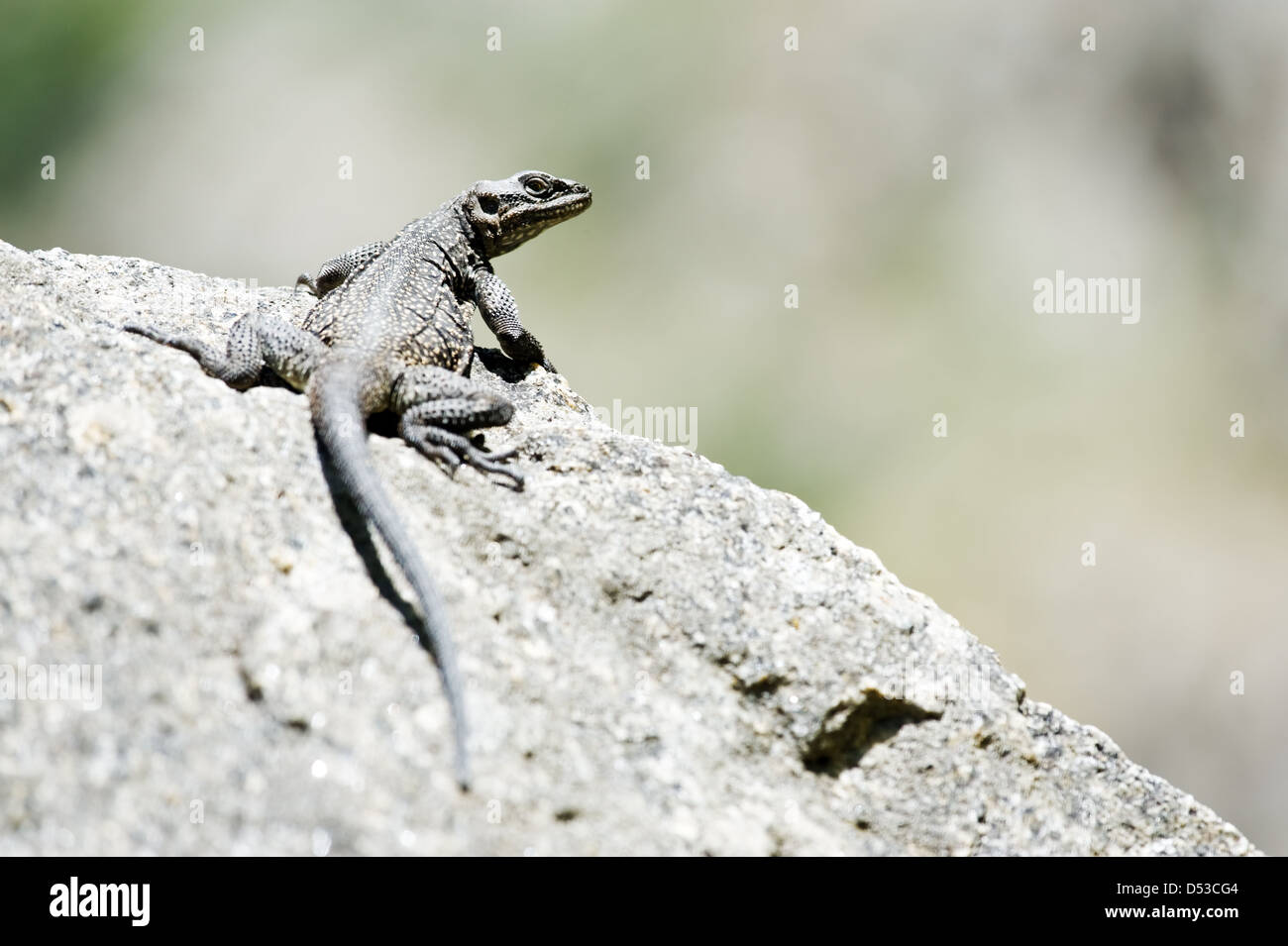 Big lizard hi-res stock photography and images - Alamy