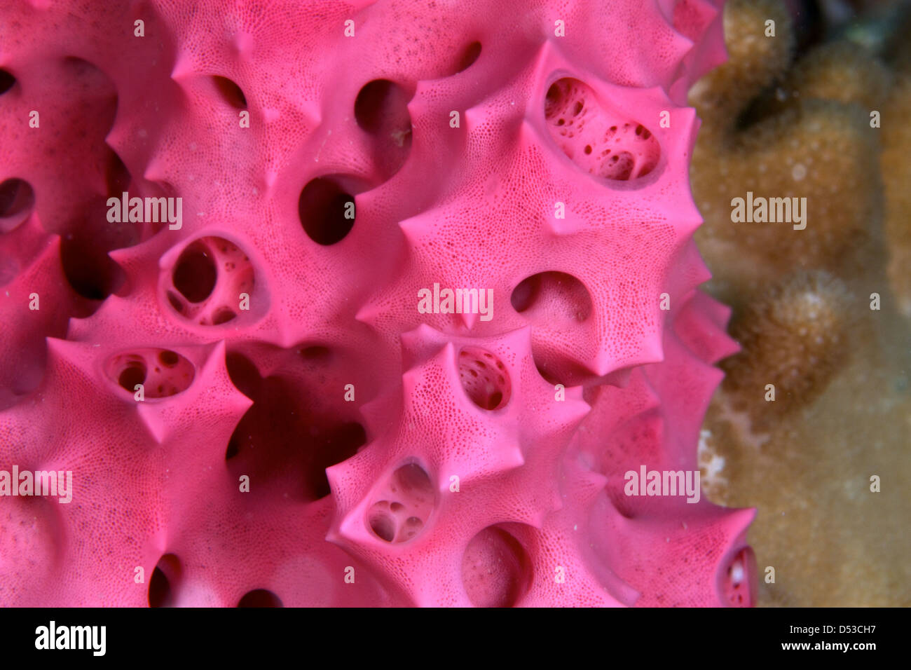 Underwater pink hi-res stock photography and images - Alamy