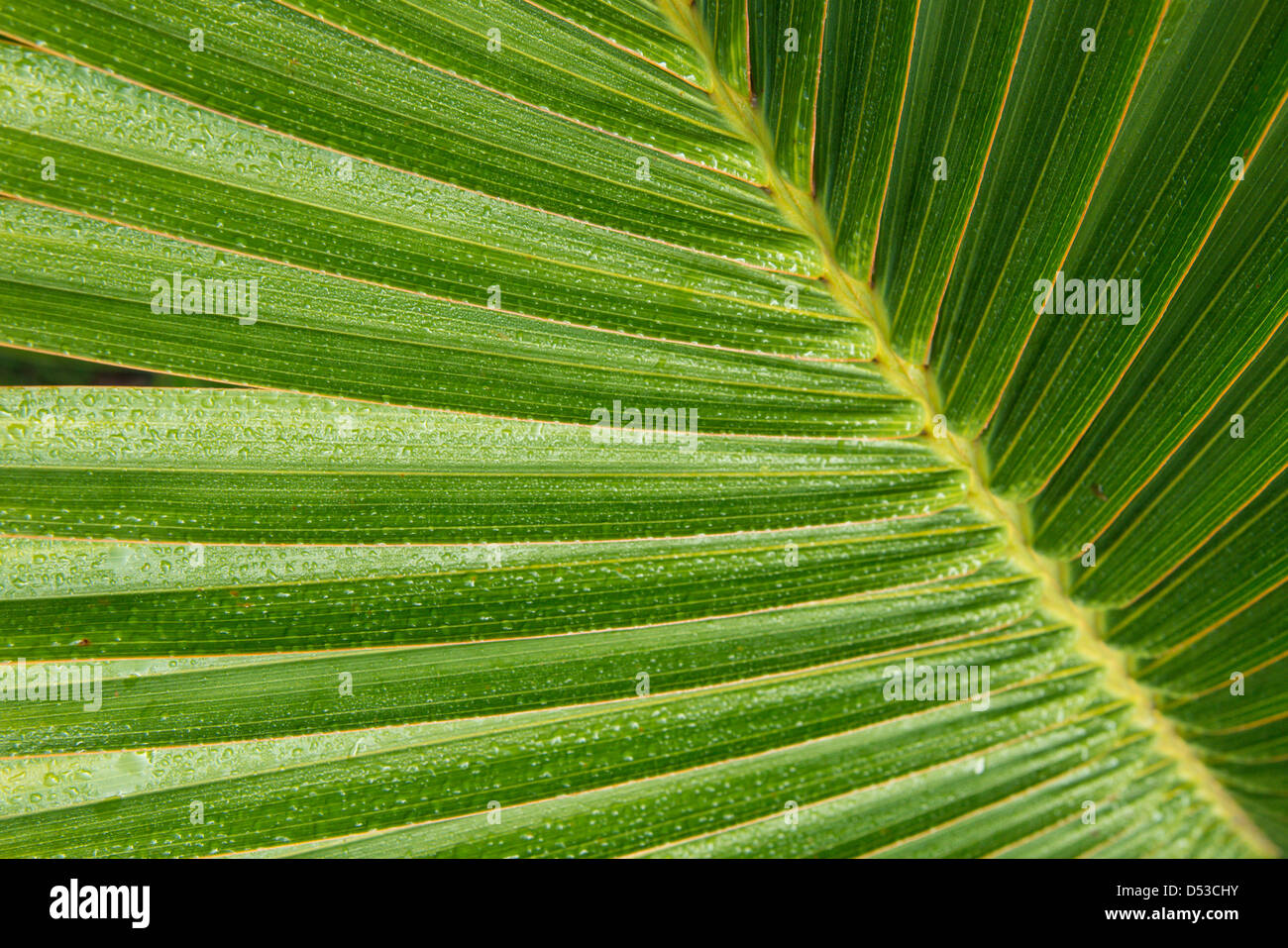 close up of a palm leaf Stock Photo - Alamy