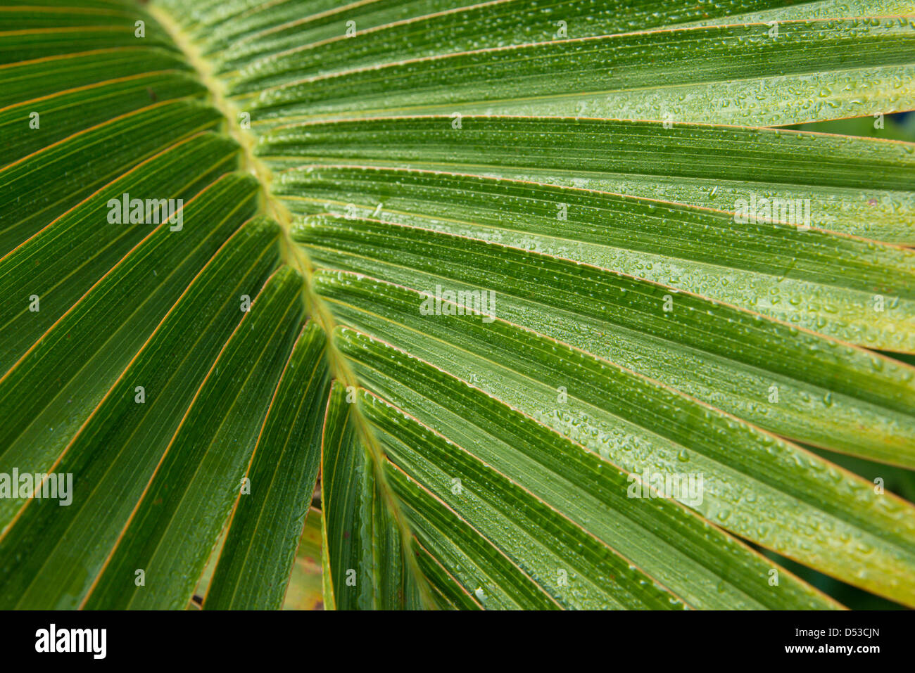 close up of a palm leaf Stock Photo - Alamy