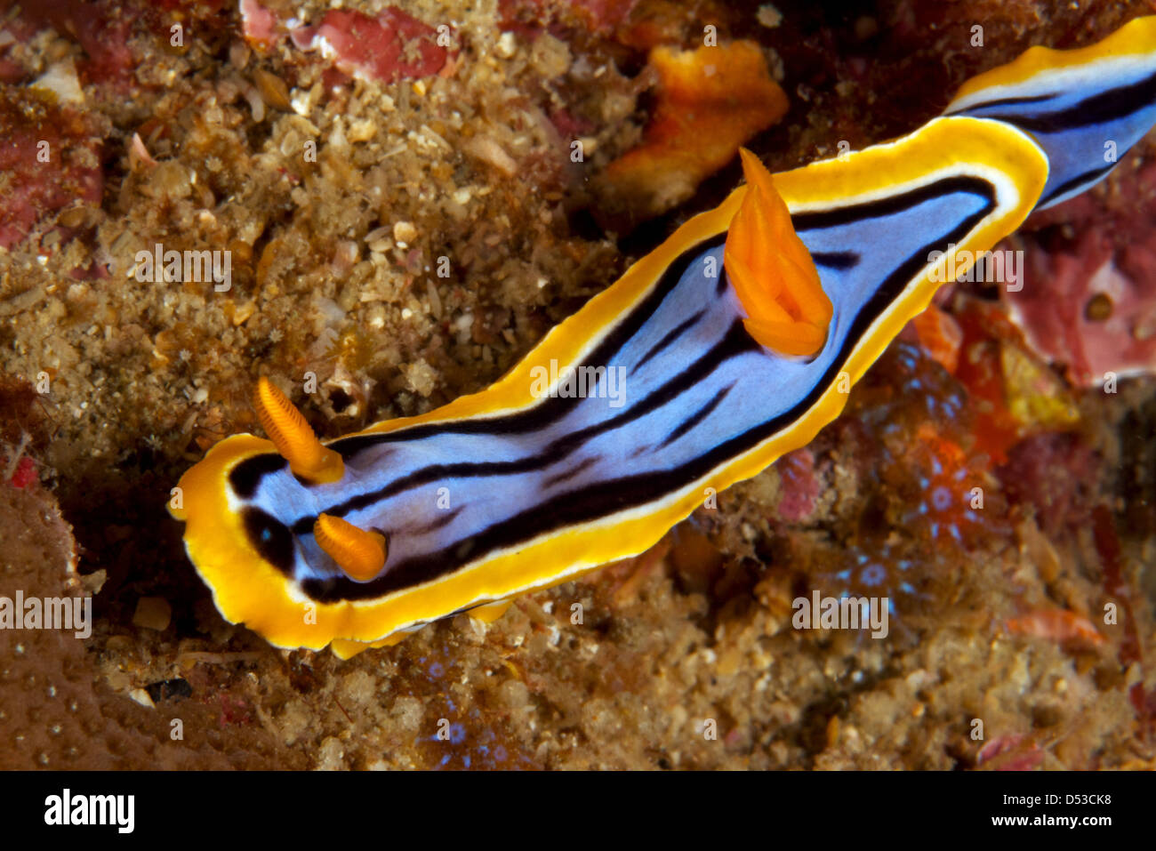 Chromodoris High Resolution Stock Photography and Images - Alamy