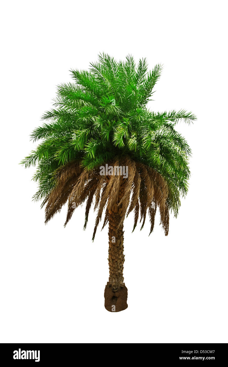 palm tree isolated on white Stock Photo - Alamy