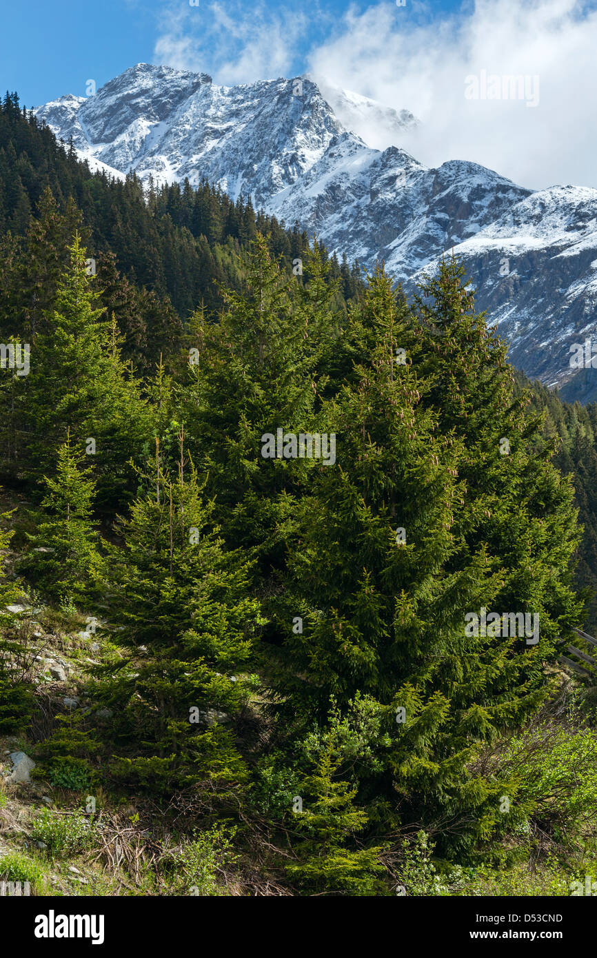 Summer mountain landscape with fir forest on slope (Silvretta Alps ...