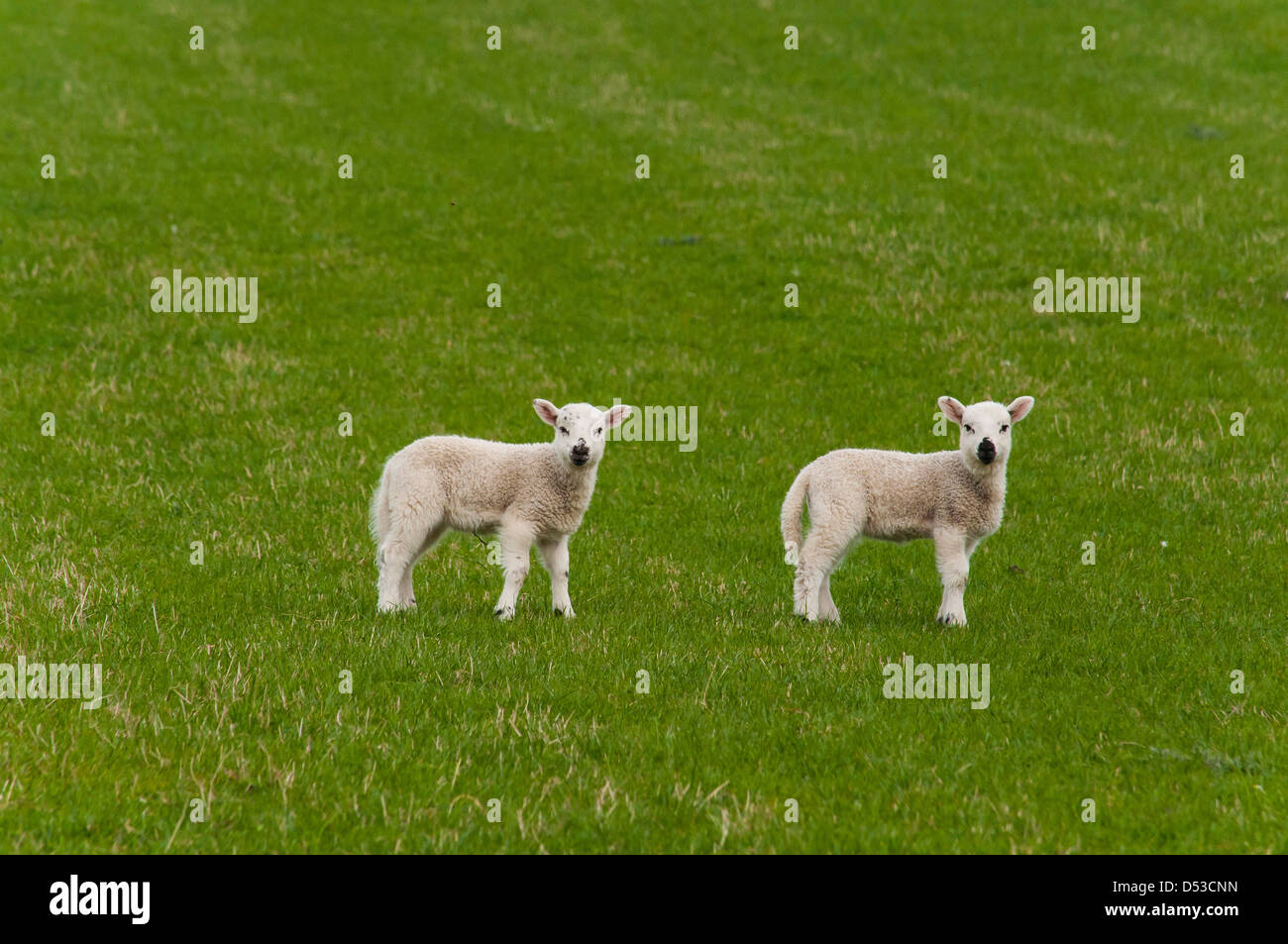 Scotland lamb hi-res stock photography and images - Alamy