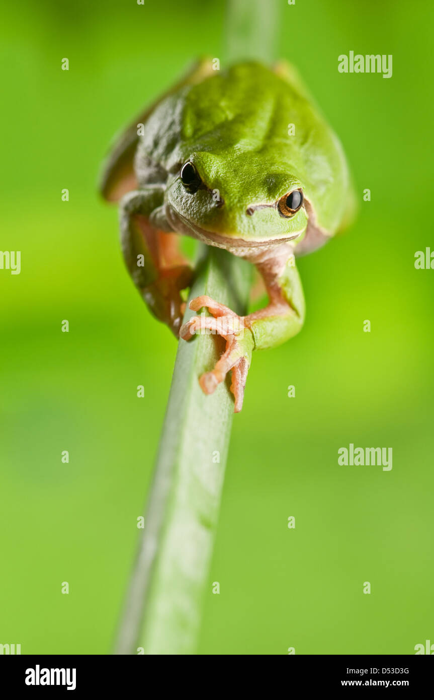 Frog on grass hi-res stock photography and images - Alamy