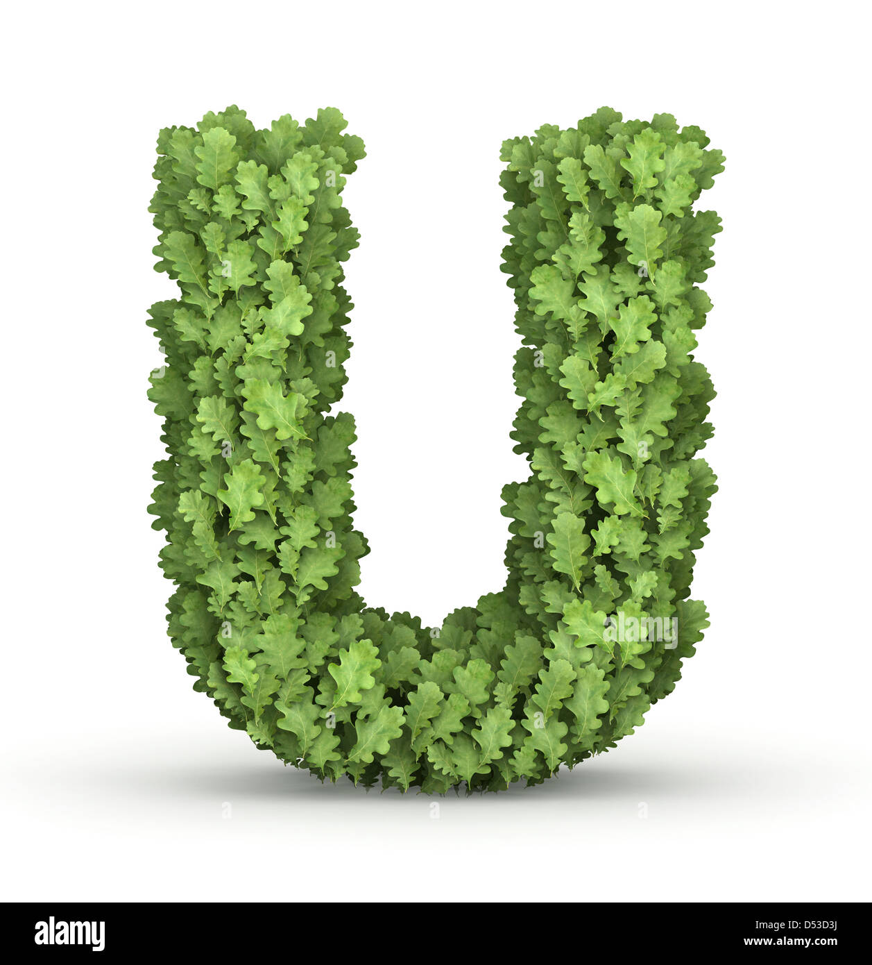 Letter U from fresh green oak grow leaves Stock Photo - Alamy