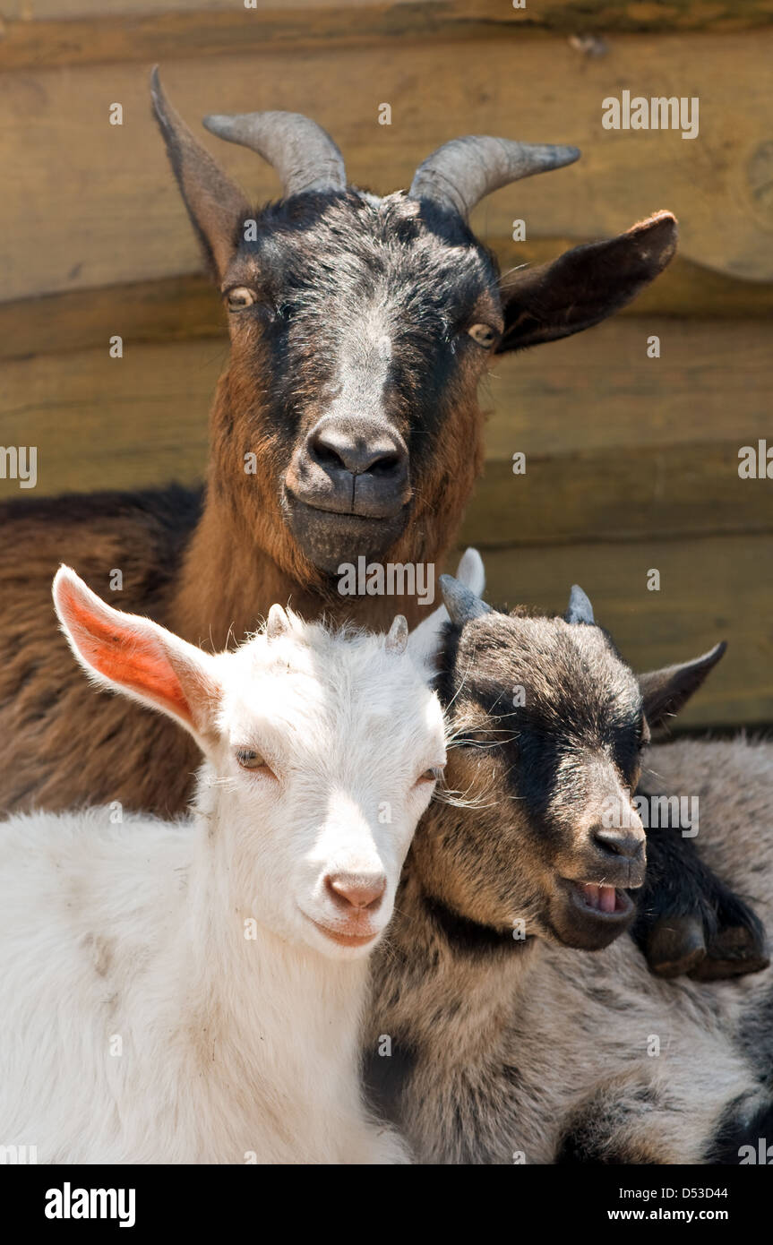 bearded goat portrait close up Stock Photo - Alamy