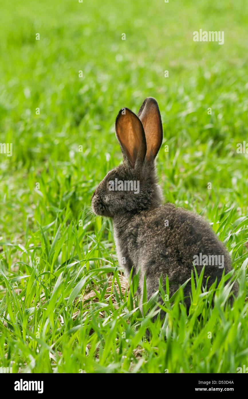 Rabbit in nature hi-res stock photography and images - Alamy