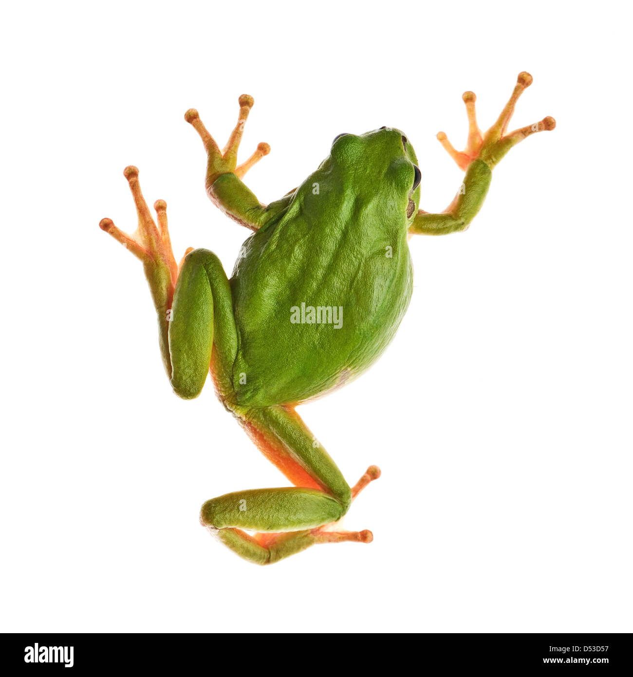 Amphibian frog tree hi-res stock photography and images - Alamy