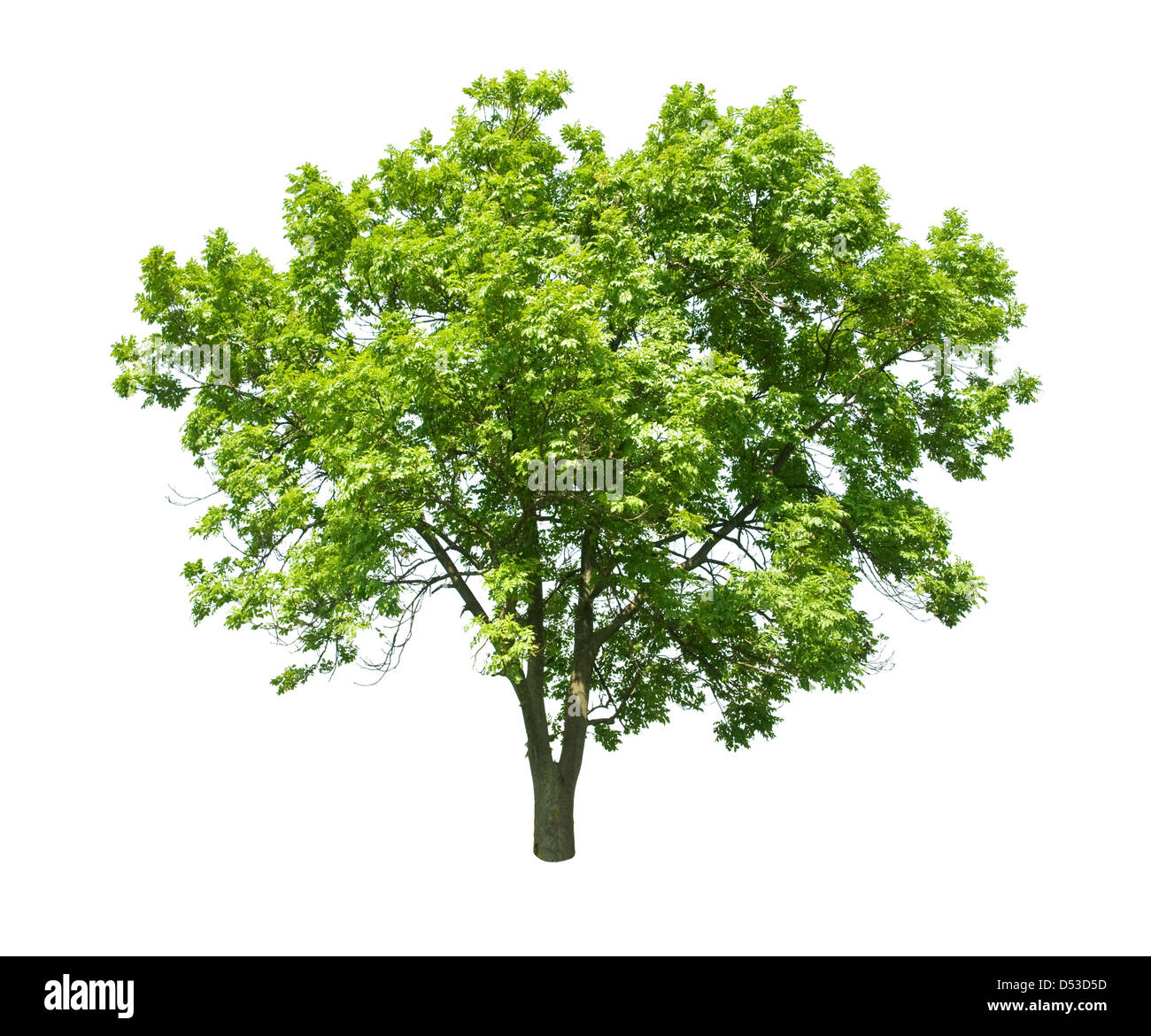 green tree isolated on white Stock Photo - Alamy