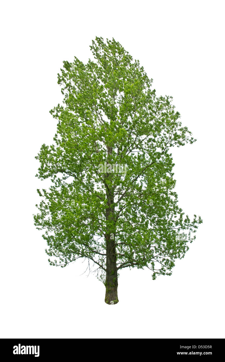 green tree isolated on white Stock Photo - Alamy