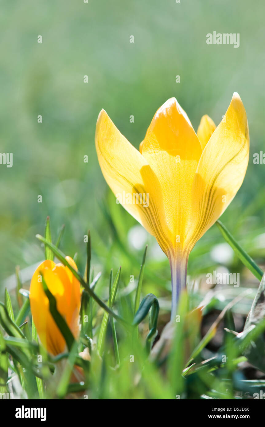Yellow single crocus hi-res stock photography and images - Alamy