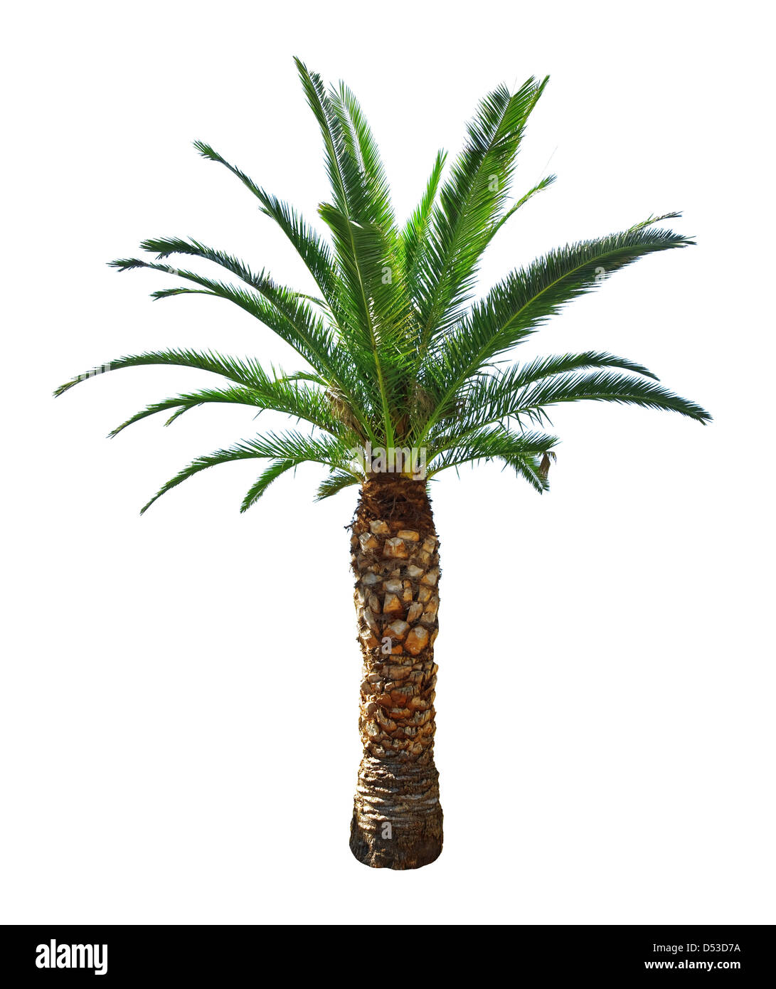 palm tree isolated on white Stock Photo - Alamy