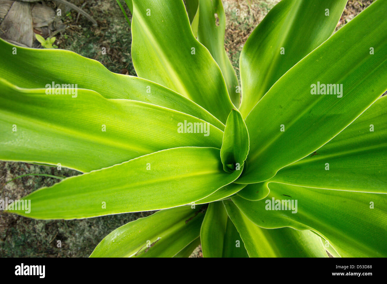 Fern leaf cactus hi-res stock photography and images - Alamy