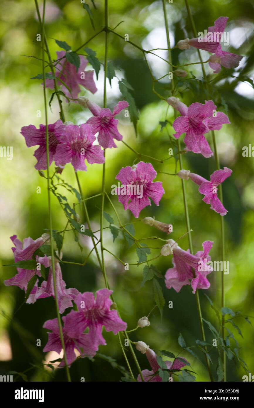 Hanging Flower Display in the Majorelle Gardens, Marrakech, Morocco ...