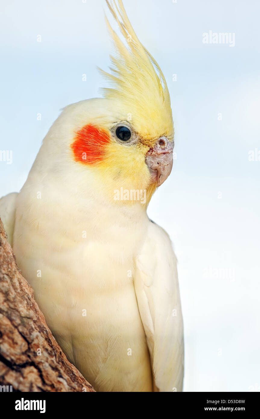 cockatoo parrot isolated on white Stock Photo - Alamy