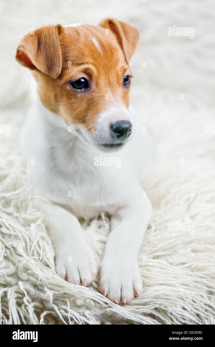 jack russel terrier on white sheet Stock Photo - Alamy