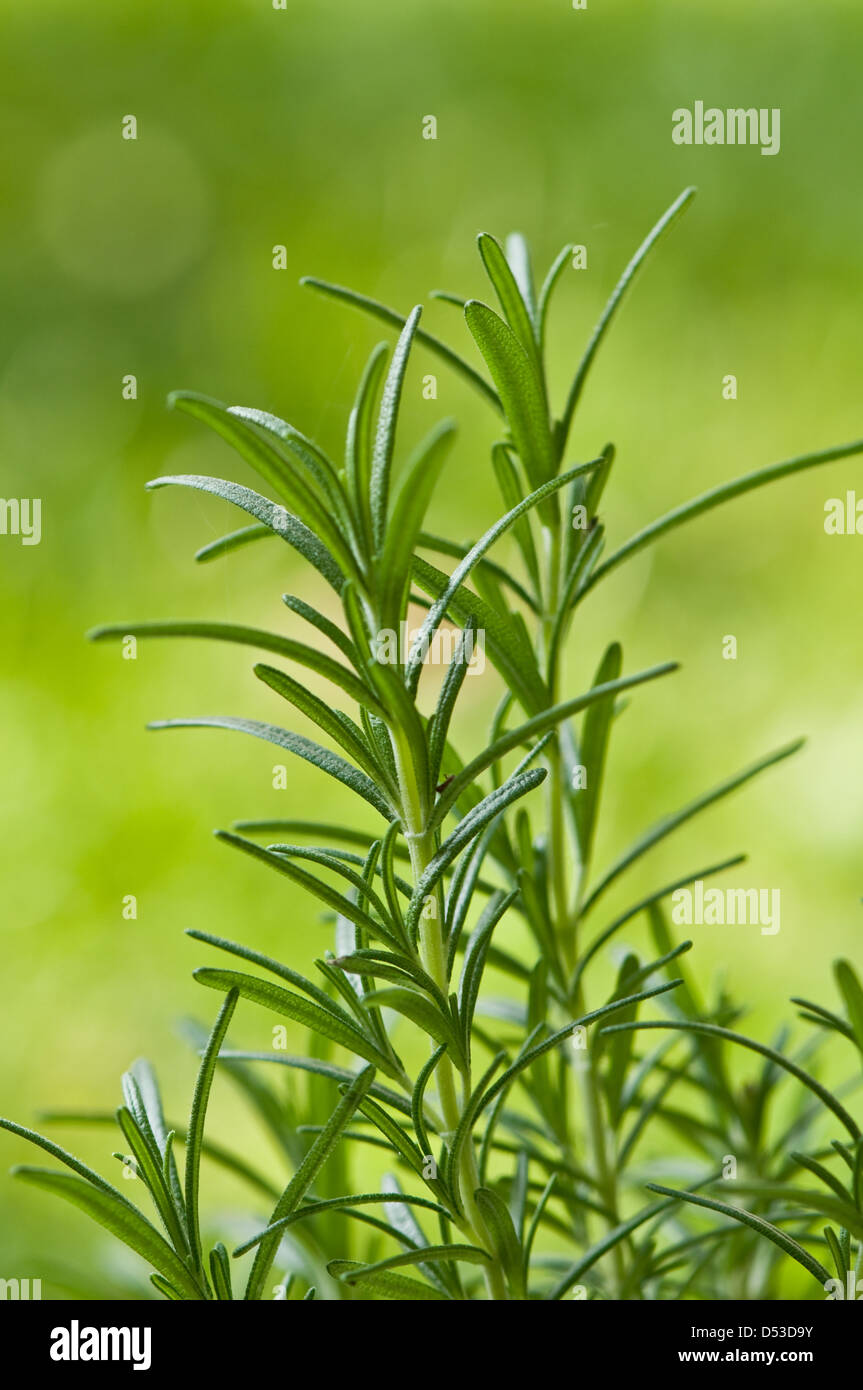 the fresh rosemary close up Stock Photo - Alamy