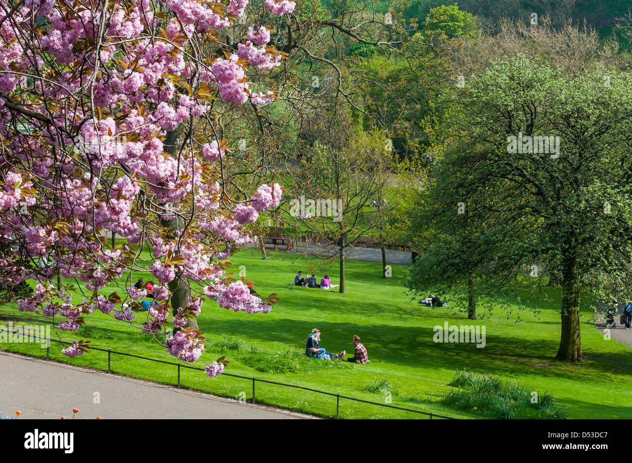 Edinburgh park tree hi-res stock photography and images - Alamy